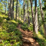 Mount Rose Trail, Washington - 1,393 Reviews, Map | AllTrails