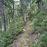 STS (Susquehannock Trail System) Backpacking Loop, Pennsylvania - 59 ...