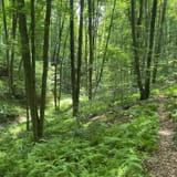 STS (Susquehannock Trail System) Backpacking Loop, Pennsylvania - 59 ...