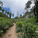 Desolation Lake via Mill D North Fork and Desolation Trail, Utah ...