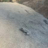 Cold Springs East Fork Trail, California - 345 Reviews, Map | AllTrails