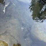 Cold Springs East Fork Trail, California - 345 Reviews, Map | AllTrails