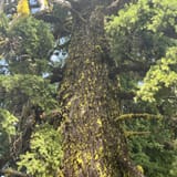 Sun Notch Trail, Oregon - 988 Reviews, Map | AllTrails