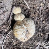 Sun Notch Trail, Oregon - 988 Reviews, Map | AllTrails