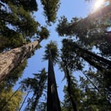 Tall Trees Grove Loop Trail, California - 2,484 Reviews, Map | AllTrails