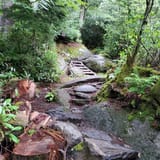 Ramsey Cascades Trail, Tennessee - 2,495 Reviews, Map | AllTrails
