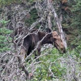 Upper Two Medicine Lake via Two Medicine South Shore Trail, Montana ...