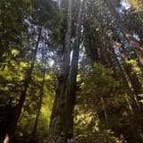 Fern Creek, Lost, and Canopy Trail Loop, California - 2,911 Reviews ...