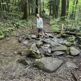 Cosby Nature Trail, Tennessee - 582 Reviews, Map | AllTrails