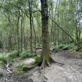 Ashdown Forest Extended Walk, East Sussex, England - 243 Reviews, Map ...