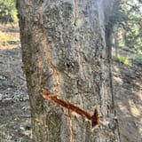 Pine Knot Trail to Grand View Point, California - 4,644 Reviews, Map ...