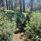 Pine Knot Trail to Grand View Point, California - 4,644 Reviews, Map ...