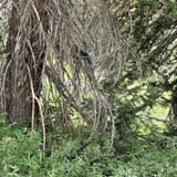 Cecret Lake via Upper Albion Meadows and Cecret Lake Trail, Utah ...