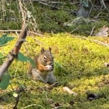 Johnson Lake, Alberta, Canada - 1,885 Reviews, Map | AllTrails