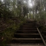 Puhinui Stream Forest Trail, Auckland, New Zealand - 551 Reviews, Map ...