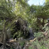 Gorman Falls Trail, Texas - 1,164 Reviews, Map | AllTrails