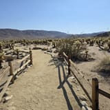 Cholla Cactus Garden, California - 2,494 Reviews, Map | AllTrails