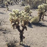 Cholla Cactus Garden, California - 2,494 Reviews, Map | AllTrails