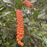 Mt. Olomana Trail (Three Peaks), Oahu, Hawaii - 5,717 Reviews, Map ...