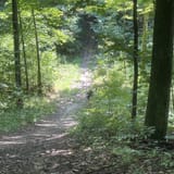 Bloodroot Trail, Indiana - 713 Reviews, Map | AllTrails