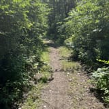 Bloodroot Trail, Indiana - 713 Reviews, Map | AllTrails