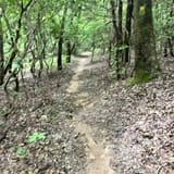 Hidden Falls Trail, South Carolina - 721 Reviews, Map | AllTrails
