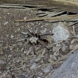 Peralta Trail, Geronimo's Cave, Lone Tree, and Bluff Springs Loop ...