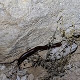 Peralta Trail, Geronimo's Cave, Lone Tree, and Bluff Springs Loop ...