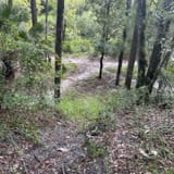 Econlockhatchee River Trail, Florida - 449 Reviews, Map | AllTrails