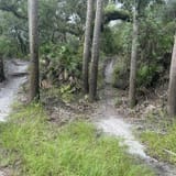 Econlockhatchee River Trail, Florida - 449 Reviews, Map | AllTrails