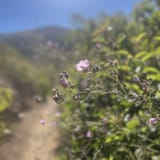 Ray Miller Backbone Trail, California - 2,324 Reviews, Map | AllTrails