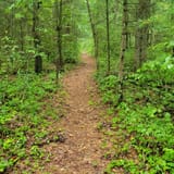 Black Forest North Loop Trail, Pennsylvania - 289 Reviews, Map | AllTrails