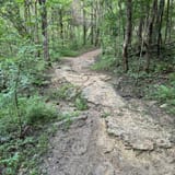 Paw Paw and Chinkapin Trail Loop, Kentucky - 504 Reviews, Map | AllTrails