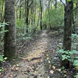Paw Paw and Chinkapin Trail Loop, Kentucky - 504 Reviews, Map | AllTrails