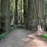 Founders Grove Nature Trail, California - 1,309 Reviews, Map | AllTrails