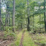Buffalo Mountain Trail, Virginia - 766 Reviews, Map | AllTrails