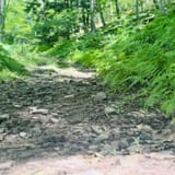 Buffalo Mountain Trail, Virginia - 766 Reviews, Map | AllTrails