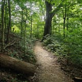 Mossy Ridge Trail, Tennessee - 7,268 Reviews, Map | AllTrails