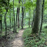 Black Ridge Trail, Virginia - 655 Reviews, Map | AllTrails