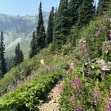 Maple Pass Trail, Washington - 8,374 Reviews, Map | AllTrails
