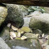 Lepoh Waterfalls, Selangor, Malaysia - 271 Reviews, Map | AllTrails