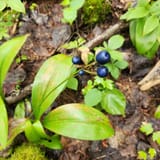 Angleworm Lake Trail, Minnesota - 108 Reviews, Map | AllTrails