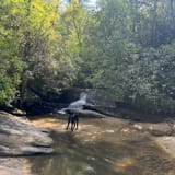 Raven Rock Loop Trail, South Carolina - 2,430 Reviews, Map | AllTrails