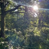 Banstead Woods Nature Circular, Surrey, England - 673 Reviews, Map ...