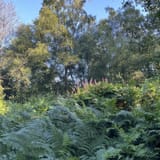 Banstead Woods Nature Circular, Surrey, England - 673 Reviews, Map ...