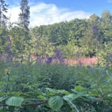 Banstead Woods Nature Circular, Surrey, England - 703 Reviews, Map ...