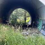 Bear Wallow Spring, Arizona - 391 Reviews, Map | AllTrails