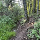 Bear Wallow Spring, Arizona - 391 Reviews, Map | AllTrails