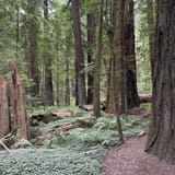 Drury-Chaney Trail, California - 928 Reviews, Map | AllTrails