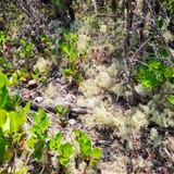 Pygmy Forest Discovery Trail, California - 116 Reviews, Map | AllTrails